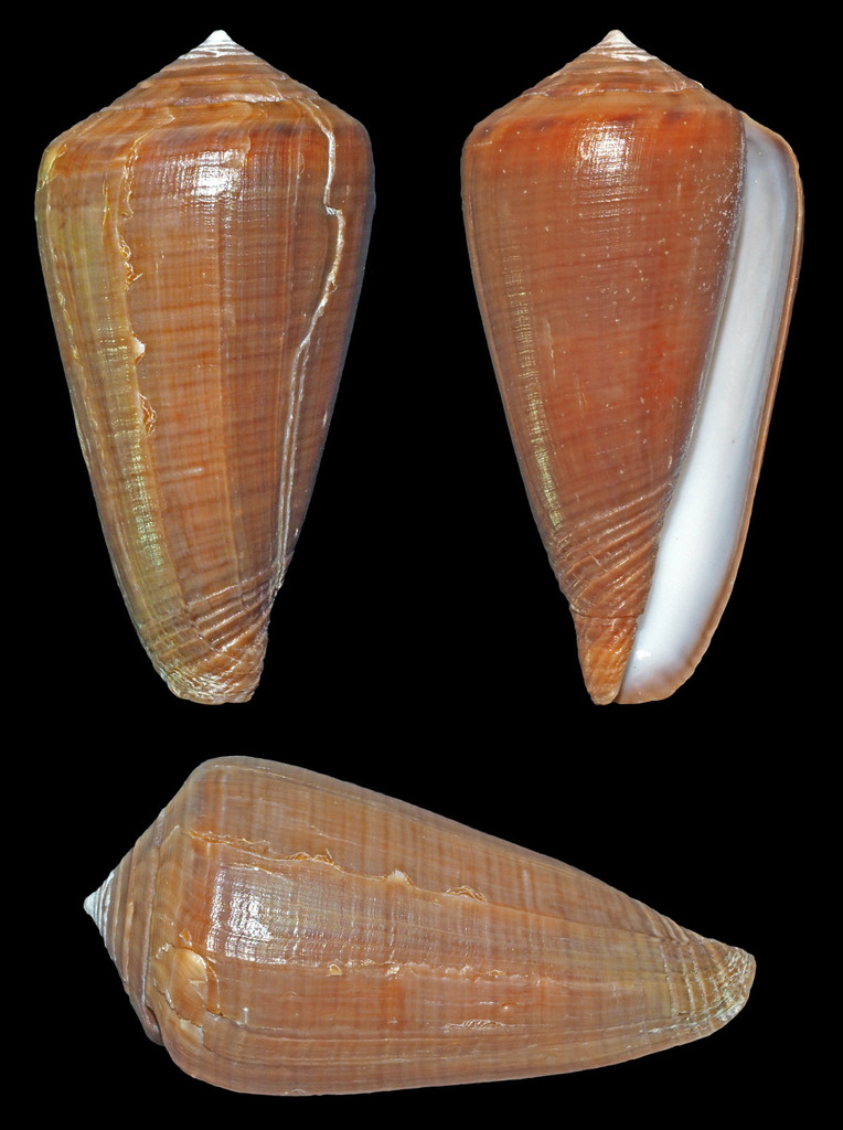 Hyena Cone from Guadalcanal, Solomon Islands on August 26, 1987 by ...