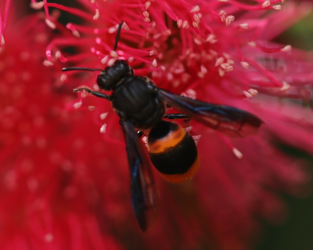 Common Wasp-mimic Bee from Princetown VIC 3269, Australia on February ...