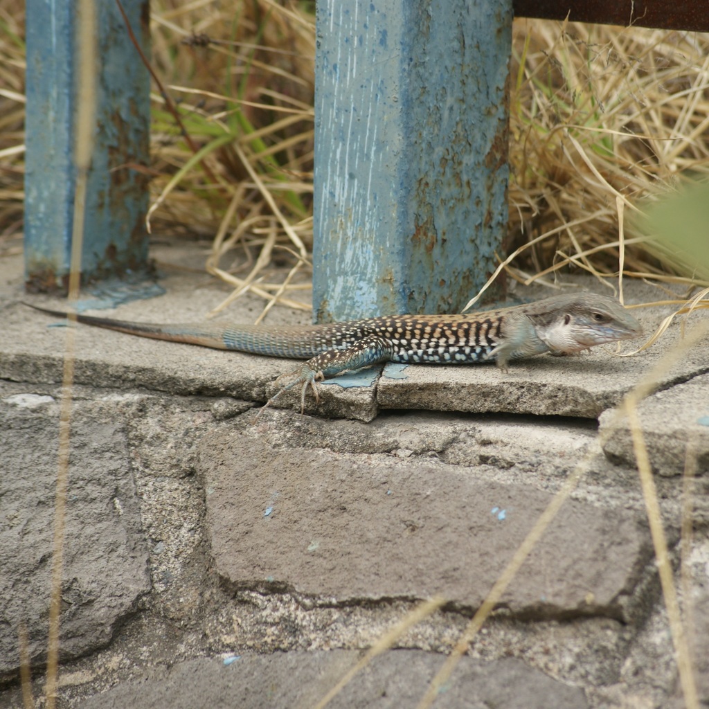 Sack's Giant Whiptail Lizard from La Paz, Puebla, Pue., México on April ...