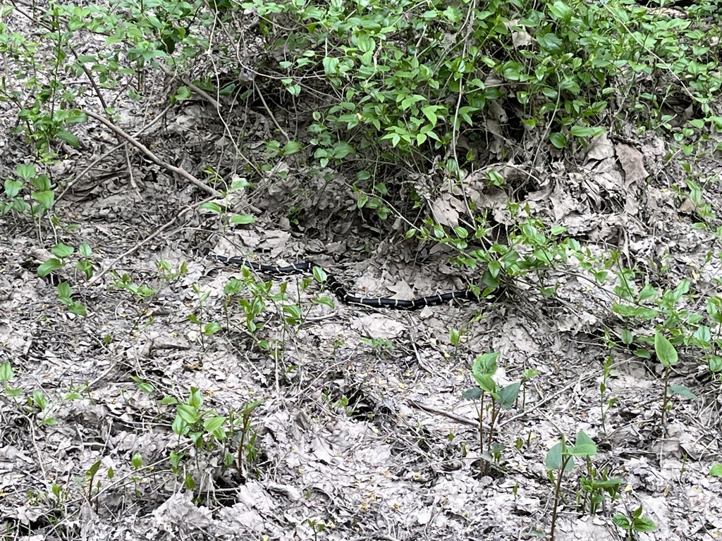 Eastern Kingsnake in April 2024 by Matthew. Lifer!!! Found with my ...
