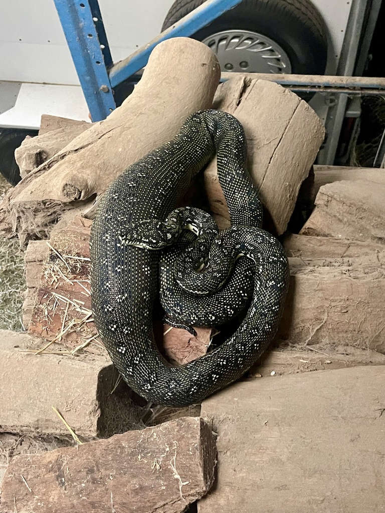 Diamond Python from Towner Rd, Galston, NSW, AU on April 17, 2024 at 04 ...