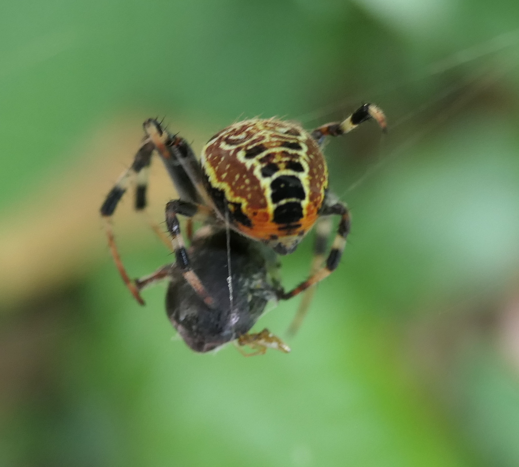 Araneus venatrix from Zona rural de Paudalho - Pernambuco on April 14 ...