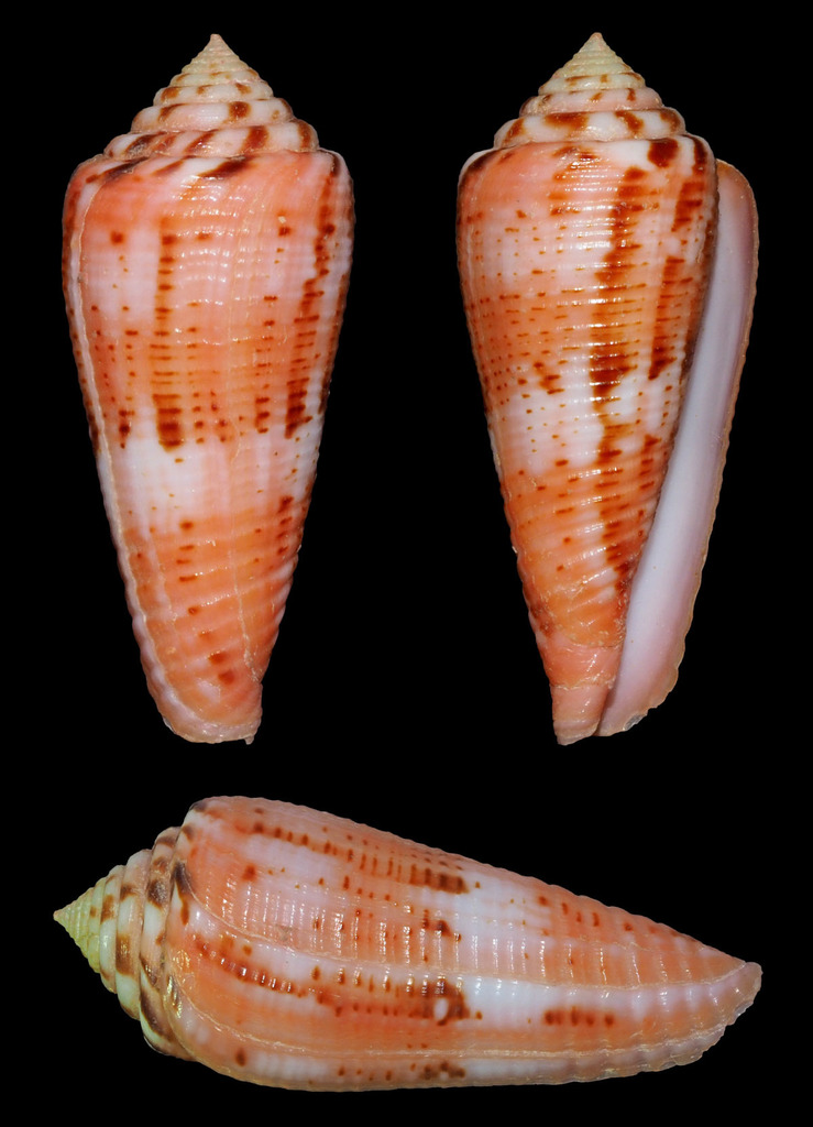 Glory-of-the-Atlantic Cone from Glover's Reef, Belize on July 1, 1976 ...