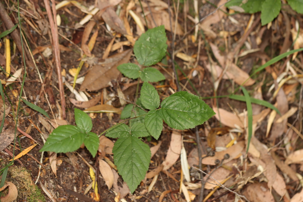 brambles from Lavers Hill VIC 3238, Australia on February 19, 2024 at ...