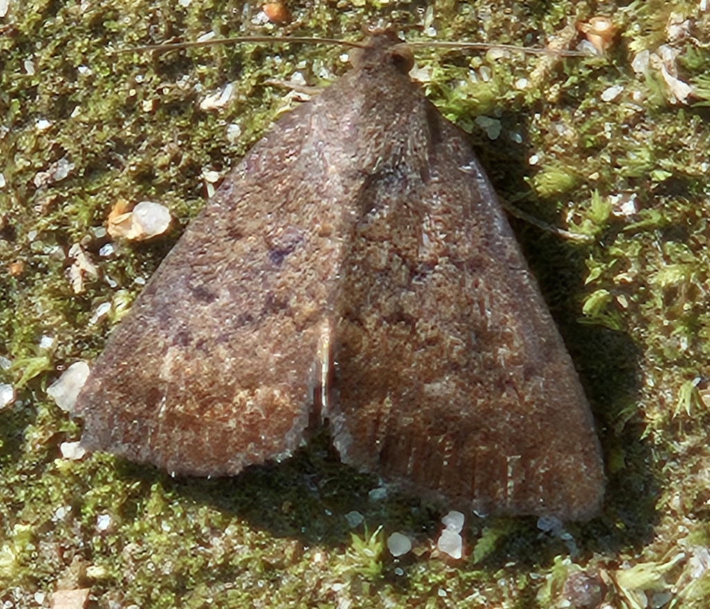 Erasa Chocolate Moth from Kershaw County, SC, USA on April 19, 2024 at ...