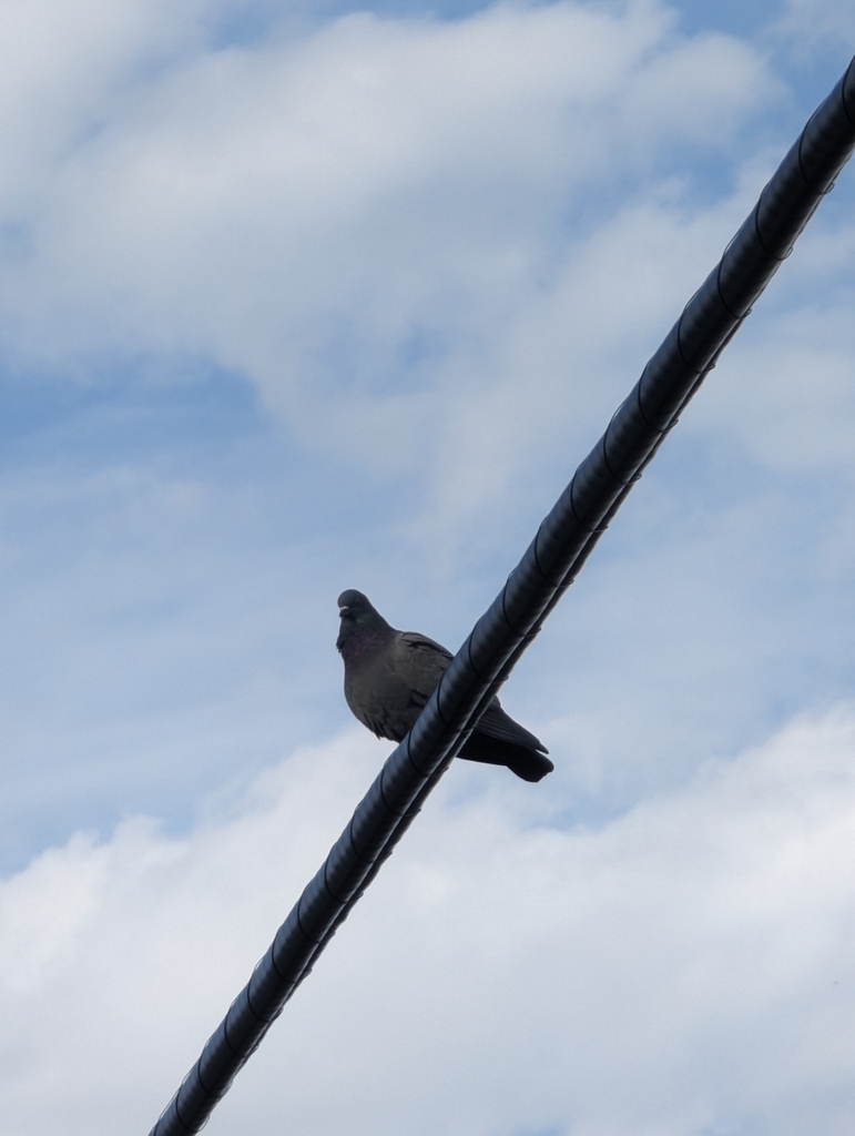 Feral Pigeon from Triskett Station, Cleveland, OH 44111, USA on April ...