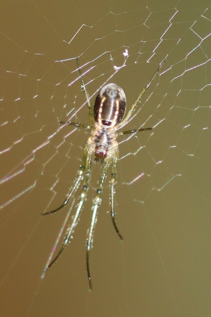 Spiders from Lavers Hill VIC 3238, Australia on February 19, 2024 at 11 ...