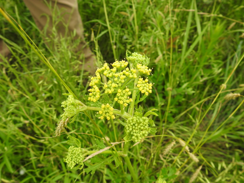 Texas Prairie Parsley from Chappell Hill, TX 77426, USA on April 19 ...