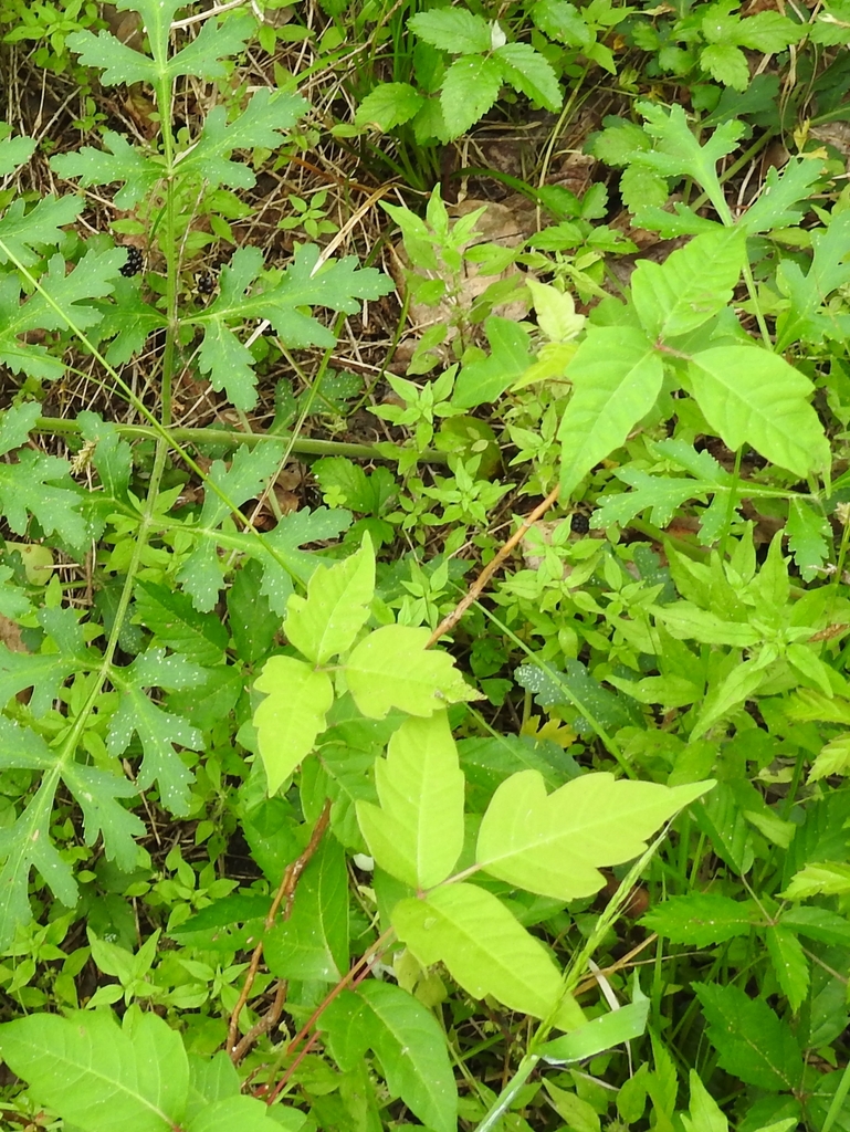 eastern poison ivy from Chappell Hill, TX 77426, USA on April 19, 2024 ...