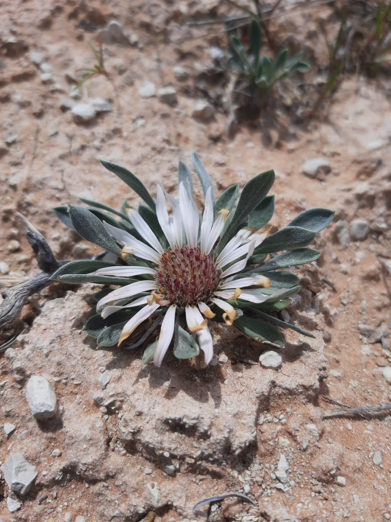 Hairy Ground-Daisy in April 2024 by jaredtrader. ...or undescribed ...