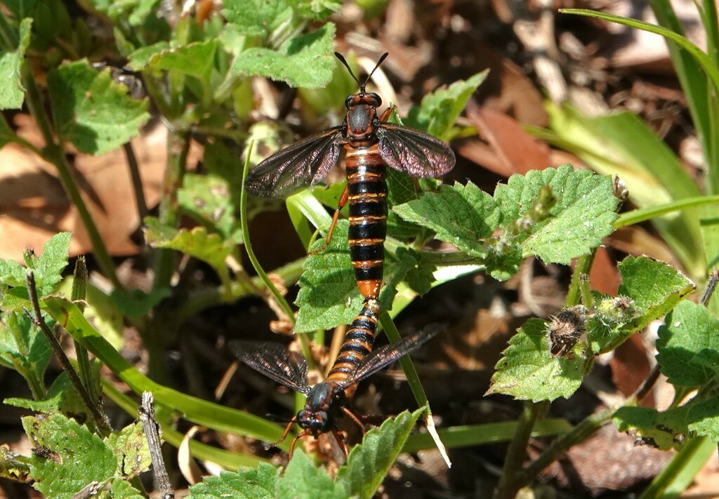 Phyllomydas parvulus from New Port Richey, FL, USA on April 19, 2024 at ...