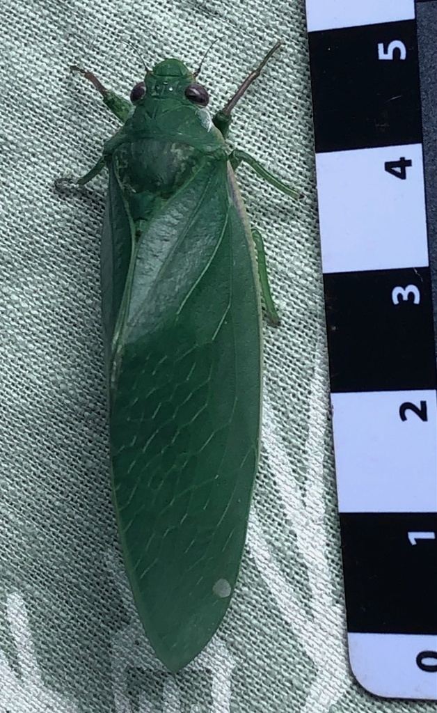 Bladder Cicada from Paluma Range National Park, Crystal Creek, QLD, AU ...