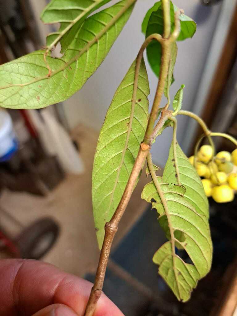 Hairy Psychotria from Karangi NSW 2450, Australia on April 19, 2024 at ...