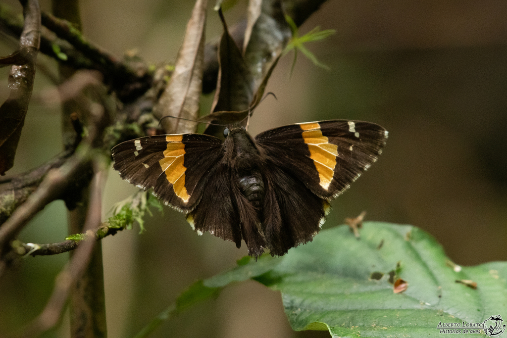 Golden Banded-Skipper in April 2024 by El Chivizcoyo · iNaturalist