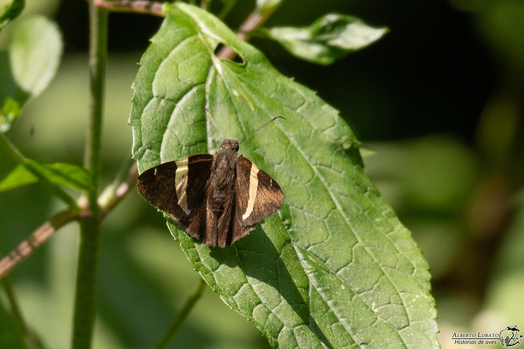 Central American Banded-Skipper in April 2024 by El Chivizcoyo ...