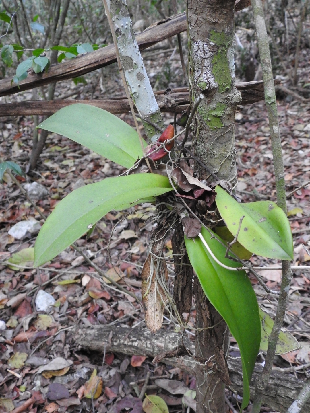 Trichocentrum oerstedii (Rchb.f.) R.Jiménez & Carnevali