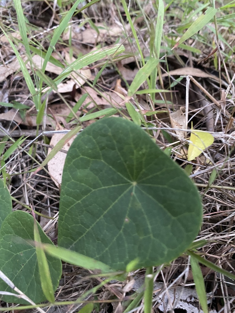 Tapevine from Old Razorback Rd, Razorback, NSW, AU on April 19, 2024 at ...