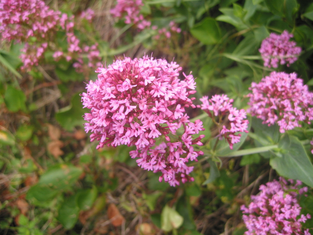 Red Valerian from Great Ocean Rd., Eastern View VIC 3231, Australia on ...