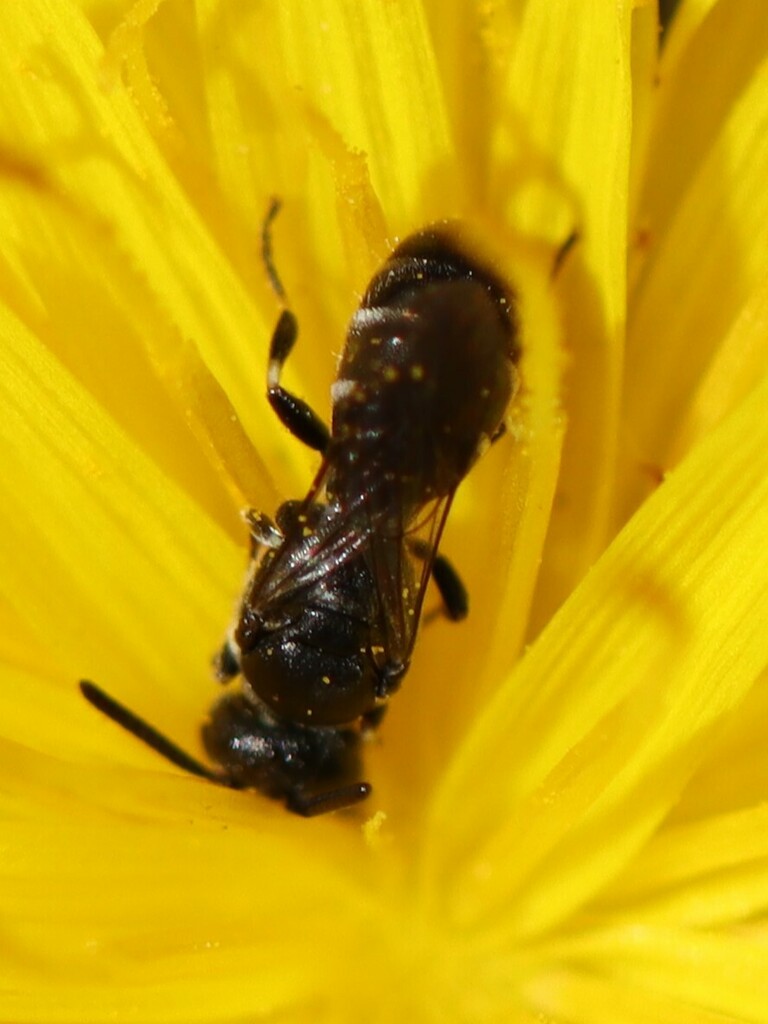 Masked Bees from Princetown VIC 3269, Australia on February 19, 2024 at ...