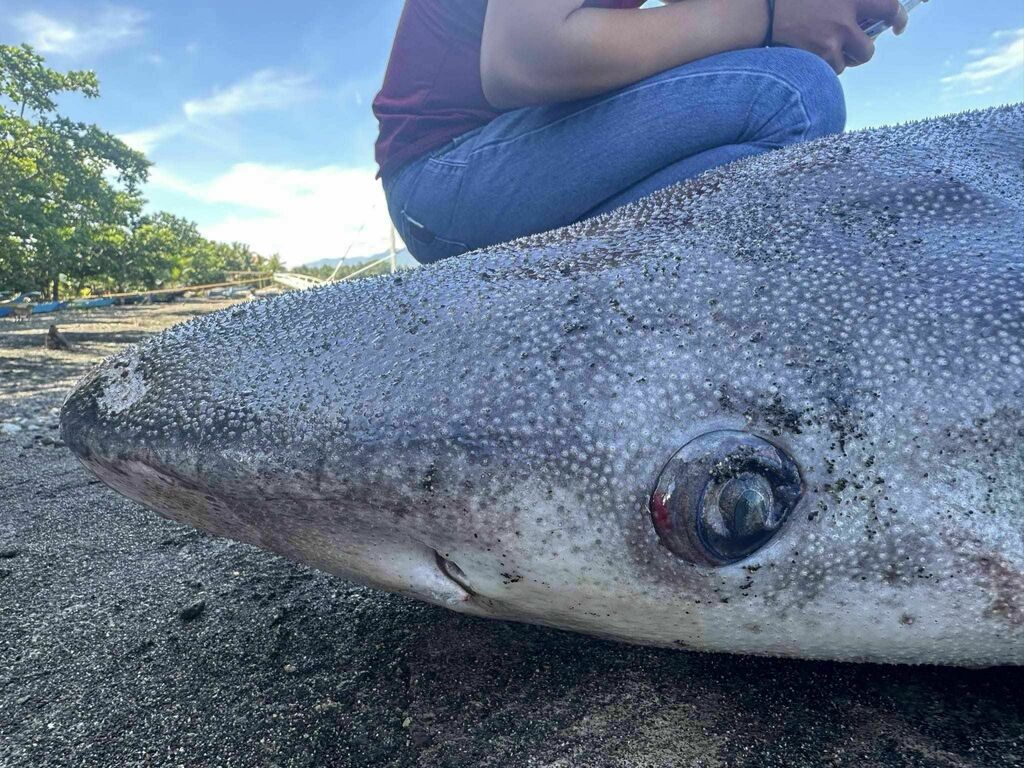 Prickly Shark in April 2024 by proteaceaejim. Posted on the permission ...