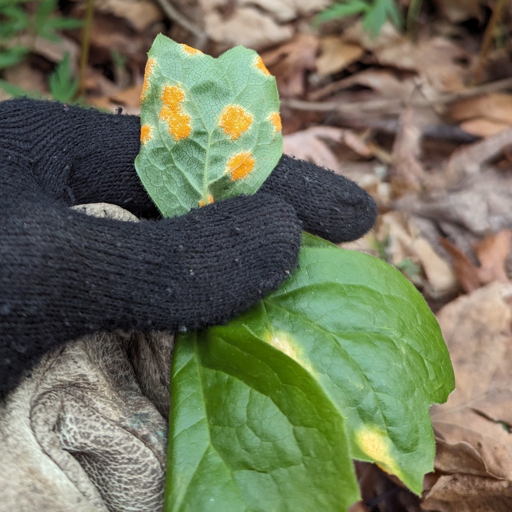 Mayapple Rust in April 2024 by Michael R Ostrowski · iNaturalist