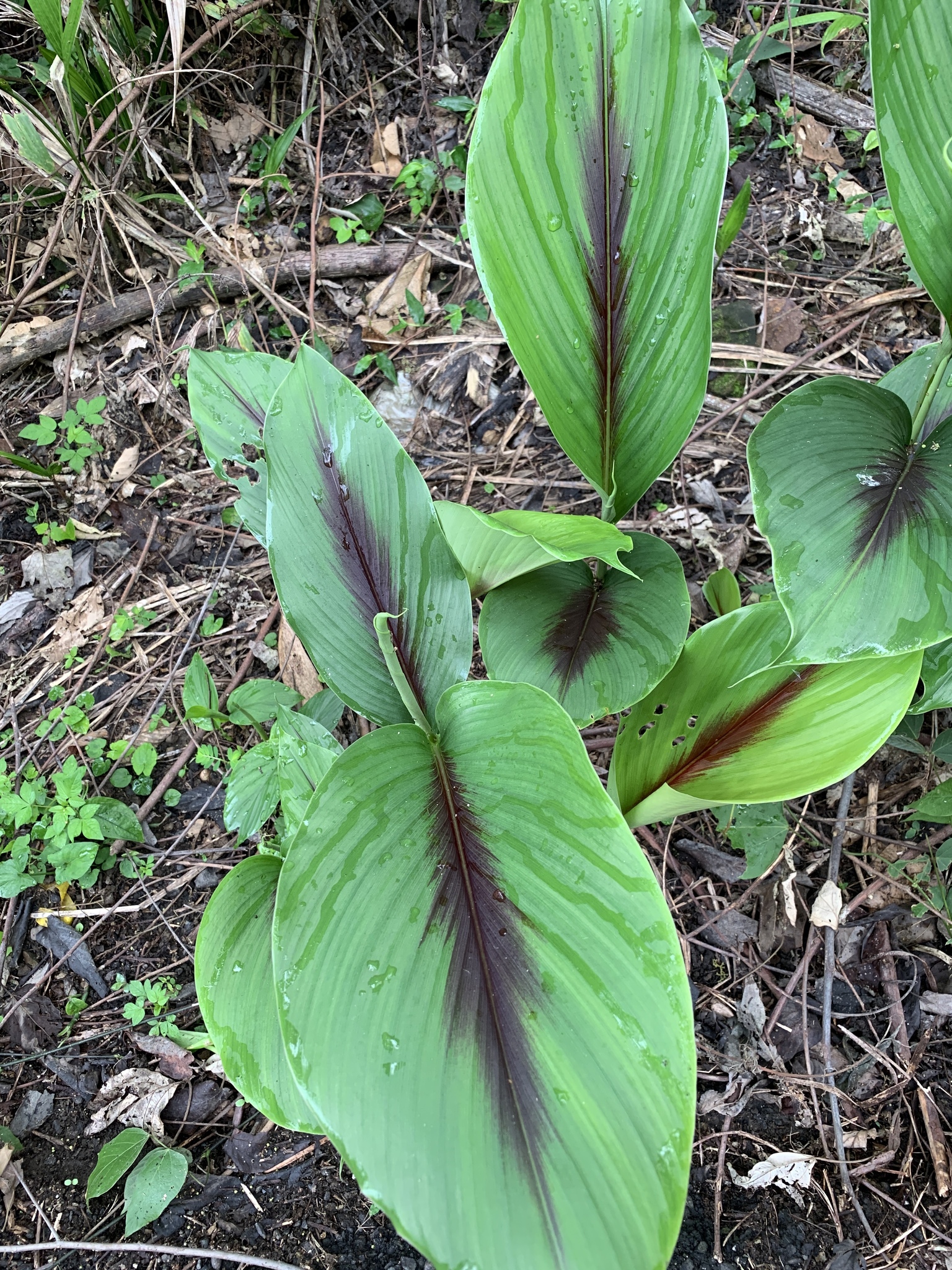 Curcuma zedoaria (Christm.) Roscoe