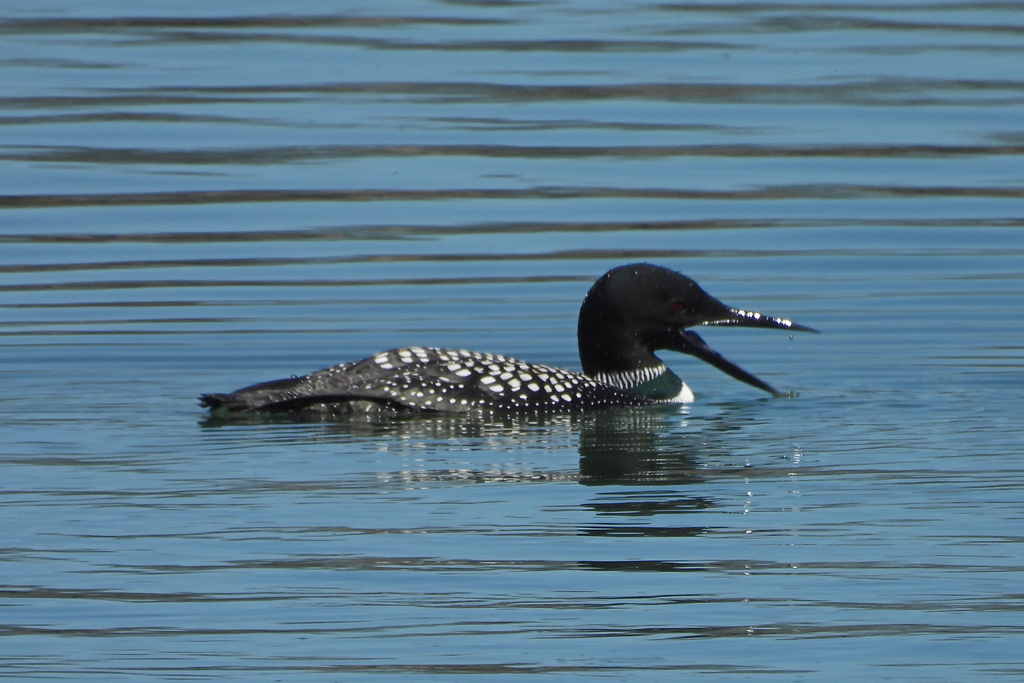 Common Loon from Lake Medina, Medina Township, OH 44256, USA on April 7 ...