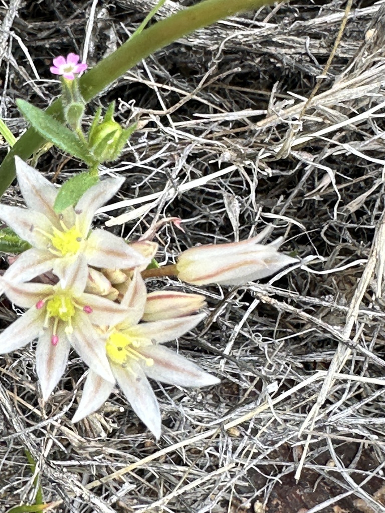 Allium atrorubens - Our Native Plants