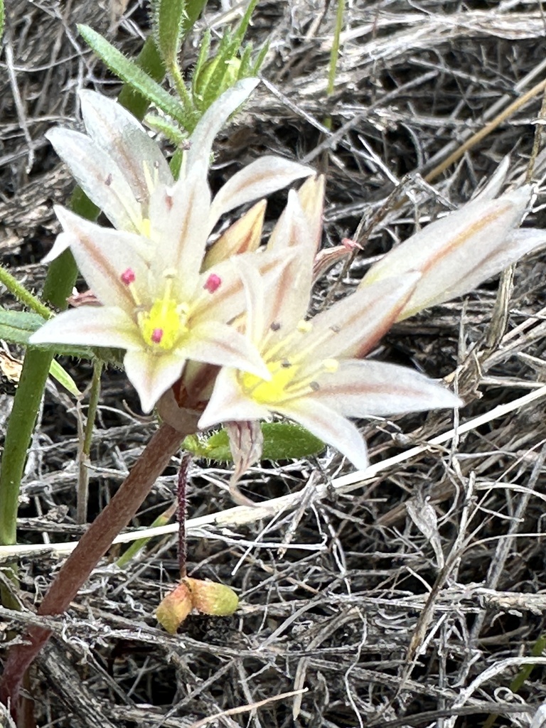 Allium atrorubens - Our Native Plants