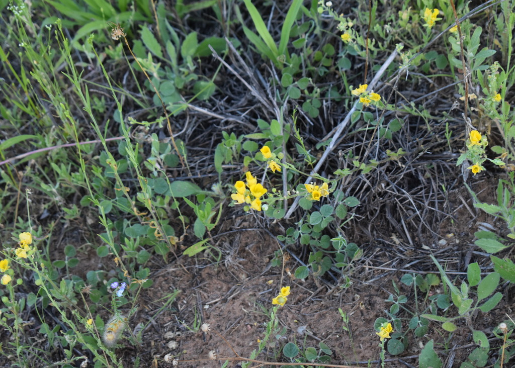 silver bladderpod in April 2024 by Jared Gorrell · iNaturalist