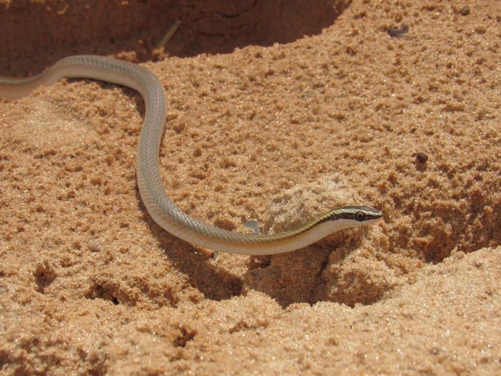 Hoge's Ground Snake from Jaborandi, BA, BR on April 16, 2024 at 01:03 ...
