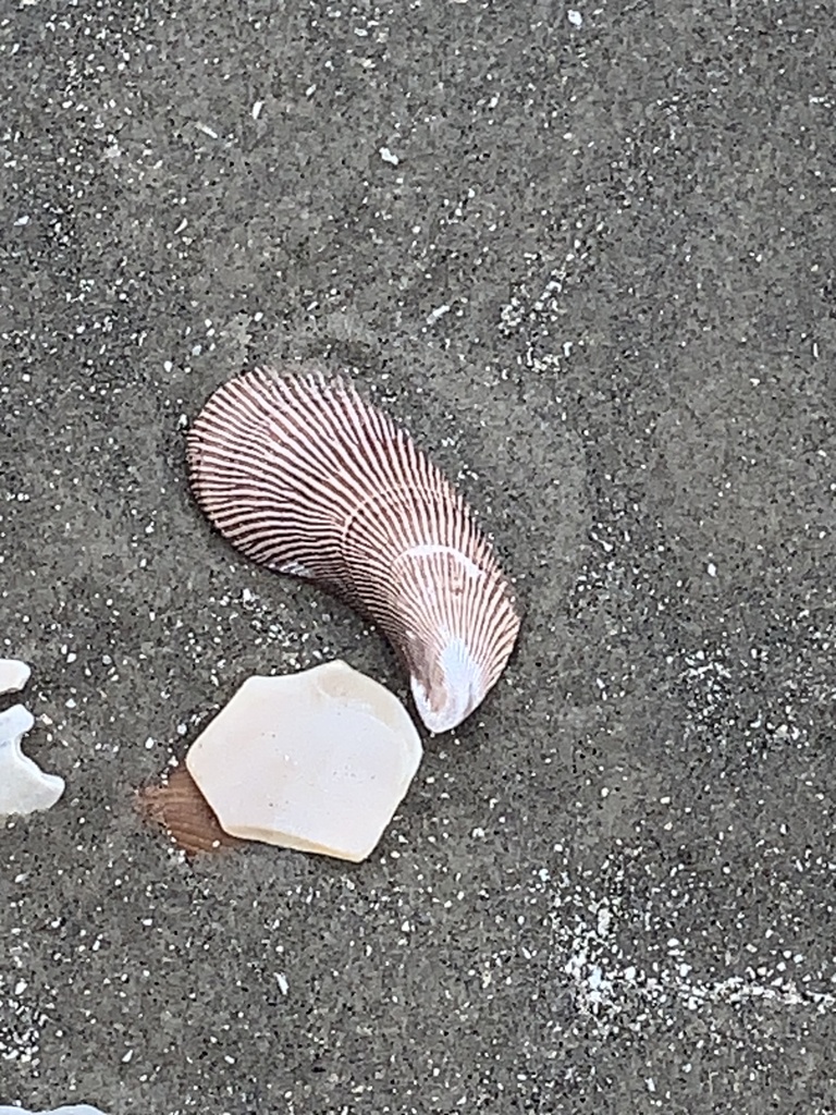 Hooked Mussel from San Luis Island, Freeport, TX, US on April 19, 2024 ...
