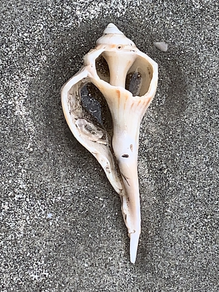 Texas Lightning Whelk from San Luis Island, Freeport, TX, US on April 19, 2024 at 08:11 AM by ...