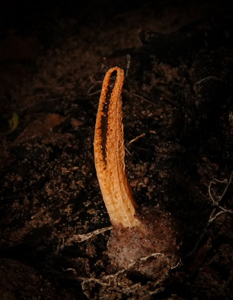 stinky squid from Sydney NSW, Australia on April 19, 2024 at 11:43 AM ...