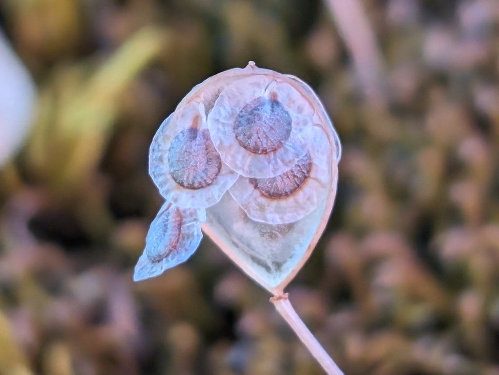 Scapose Scalepod from Murietta Falls, Ohlone Wilderness, Alameda County ...
