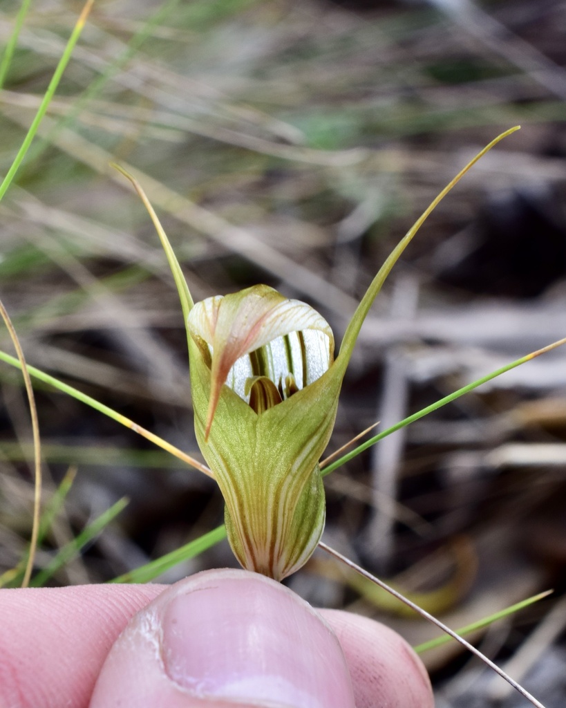 dainty greenhood from Tyringham, NSW, AU on April 20, 2024 at 08:36 AM ...