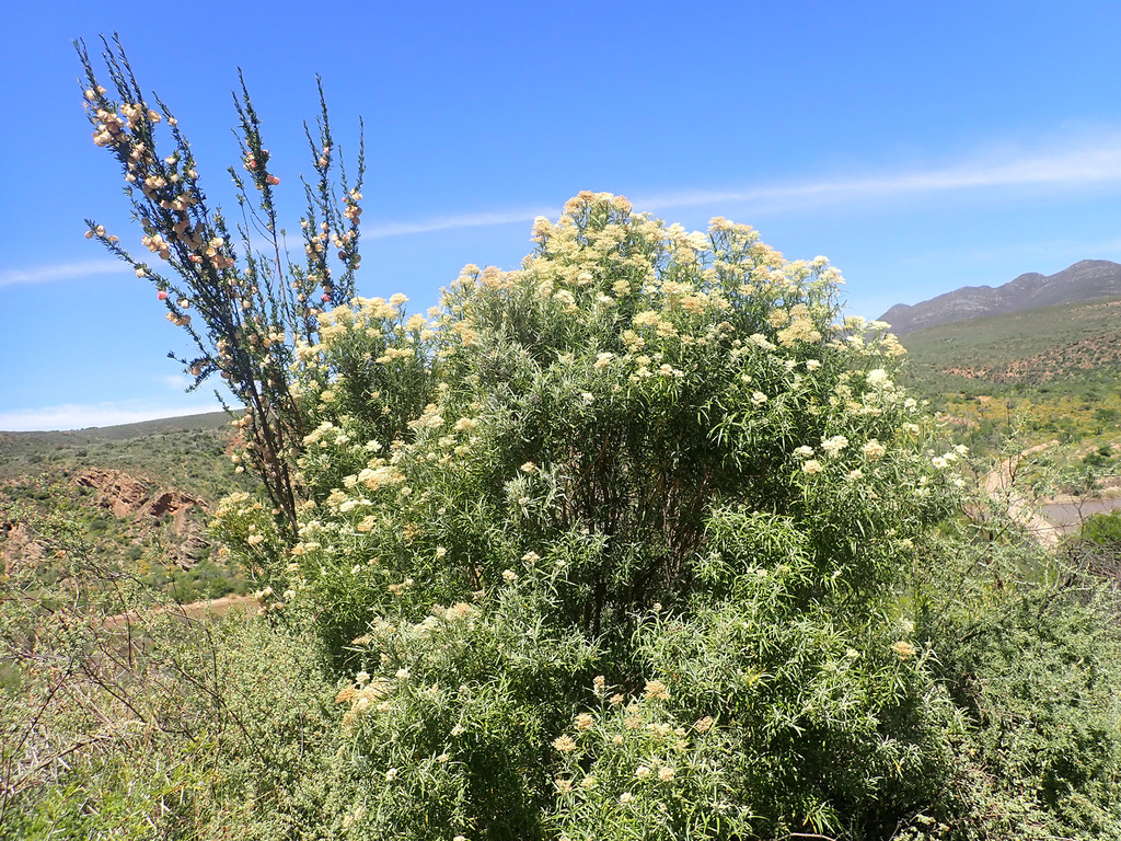 False Olive from R327 - Jan Muller Pass, Herbertsdale, Klein Karoo ...