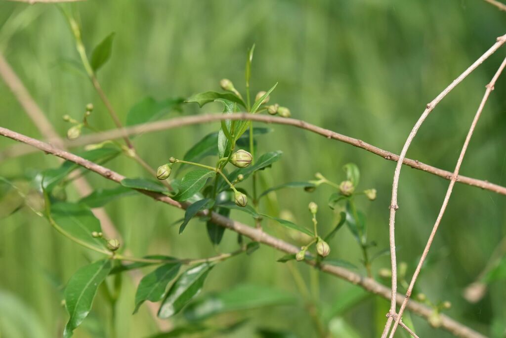 Periploca sepium from 中国河南省郑州市管城回族区 on April 20, 2024 at 08:14 AM by ...