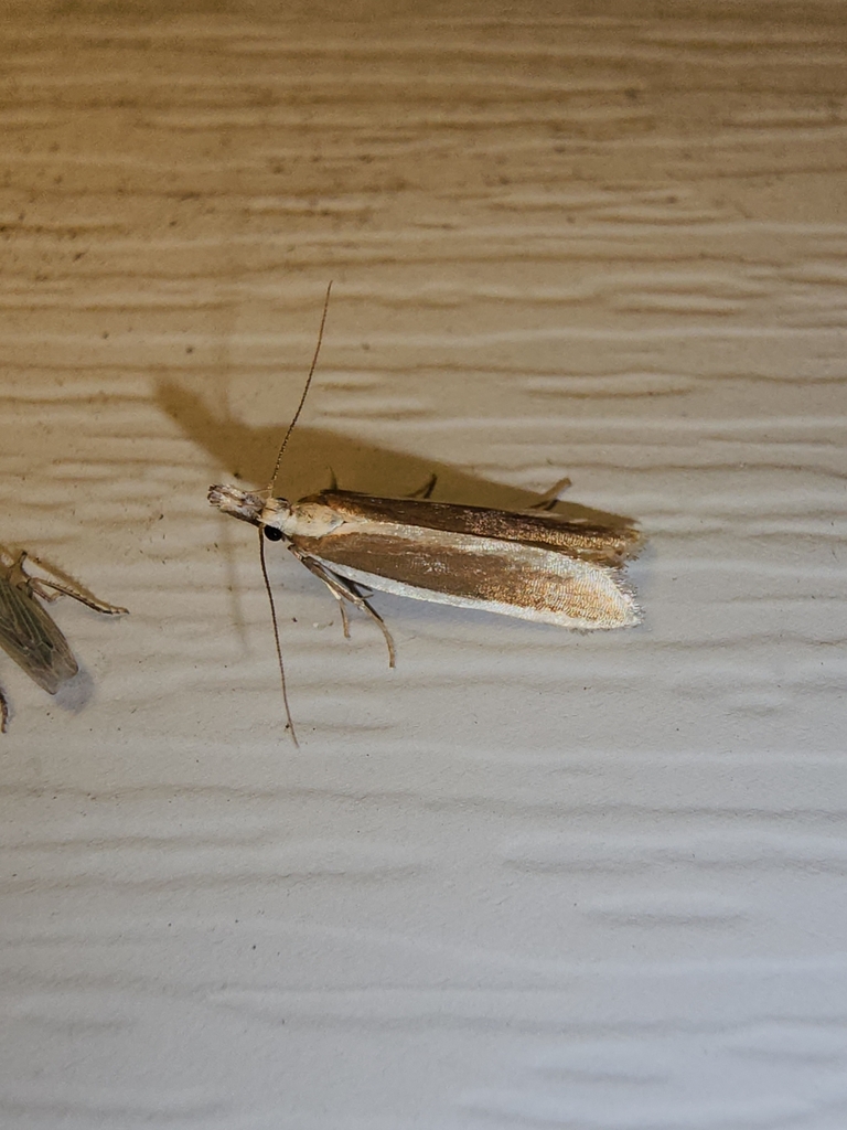 Juniper Webworm Moth from Blythewood, SC, USA on April 19, 2024 at 10: ...