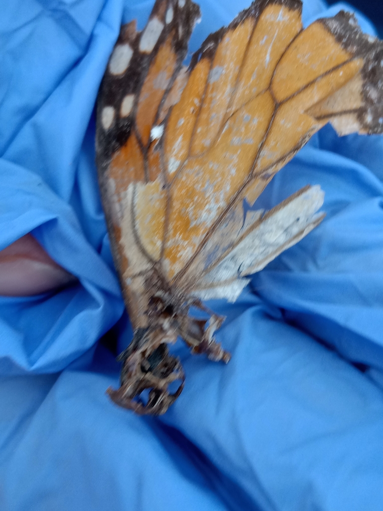 Butterflies from Manzana 011, Cd Cuauhtemoc, 55067 Ecatepec de Morelos ...