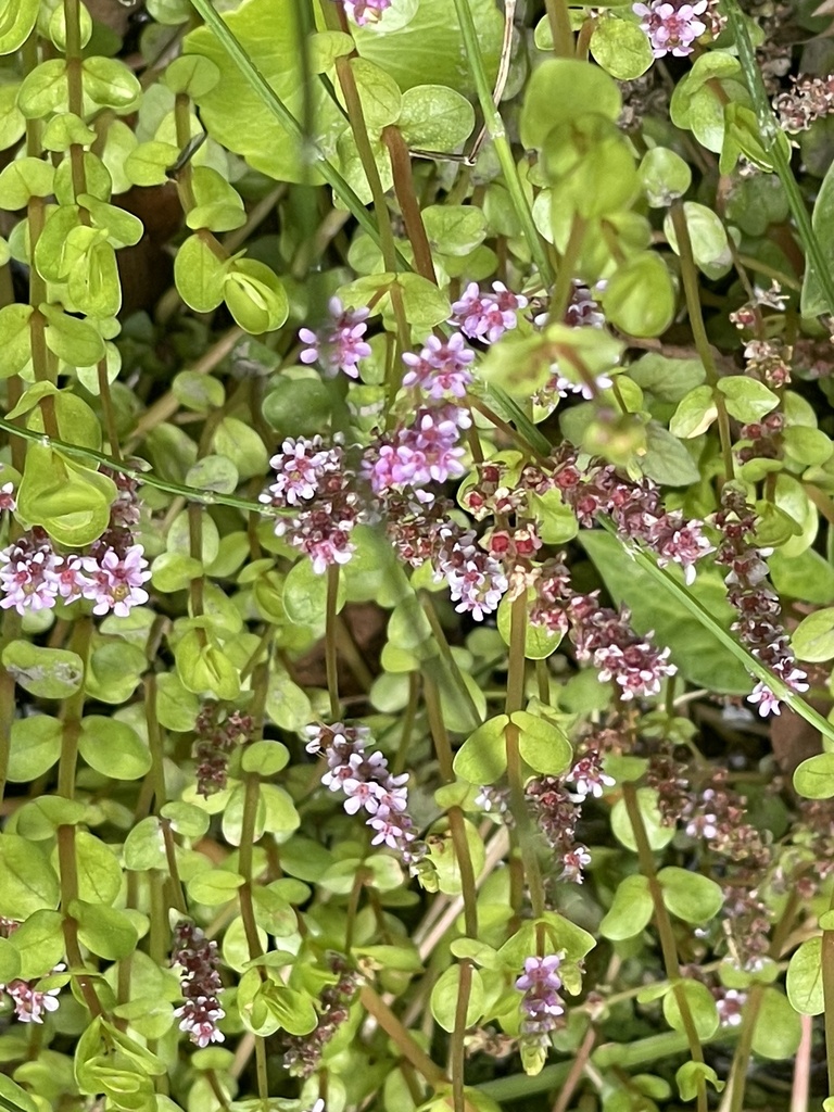 roundleaf toothcup from 臺灣島, 和平區, TXG, TW on April 20, 2024 at 11:28 AM ...