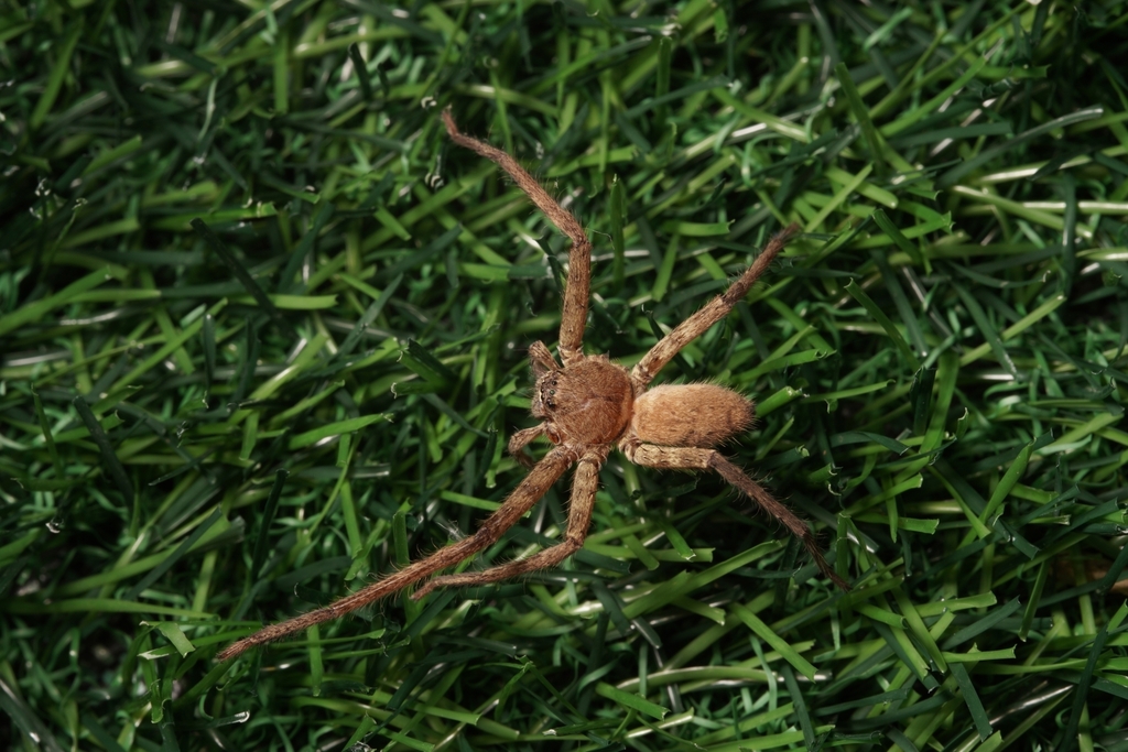 Pantropical Huntsman Spider in April 2024 by Dixon Lau · iNaturalist
