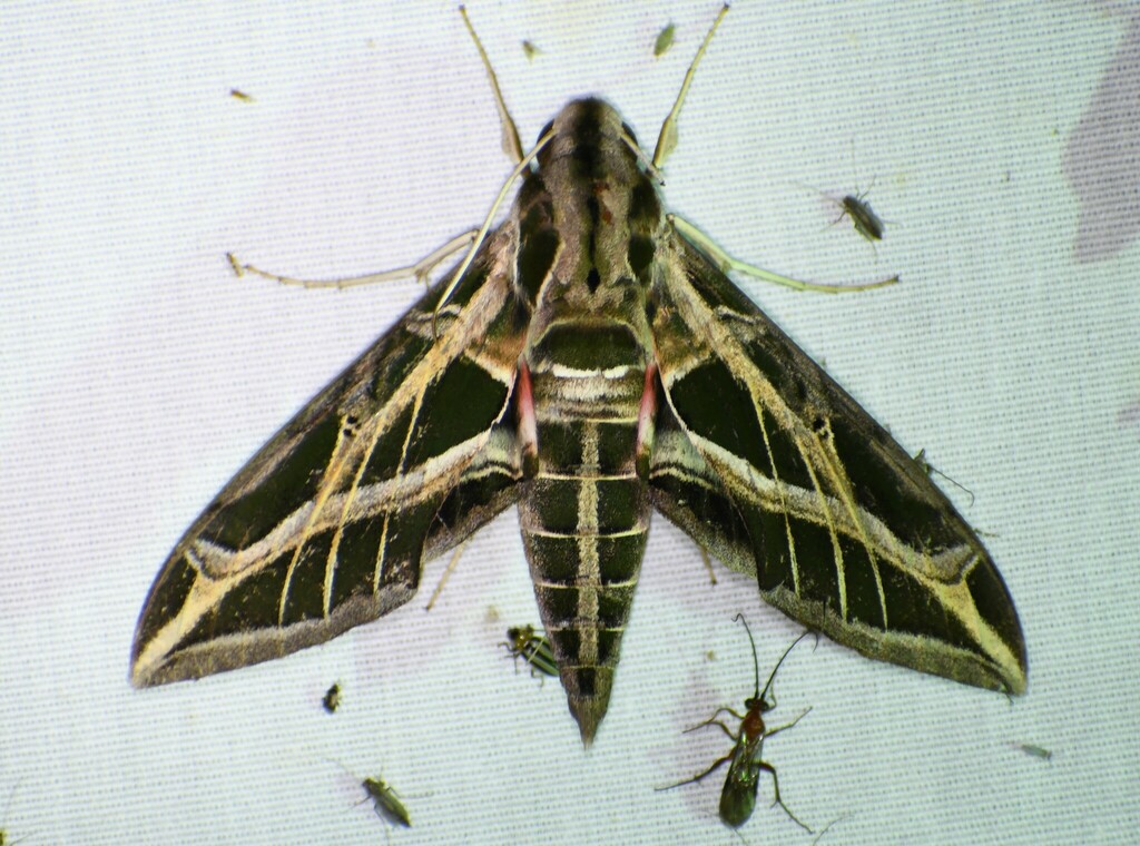 Vine Sphinx from Starr County, TX, USA on April 17, 2024 at 06:54 AM by ...