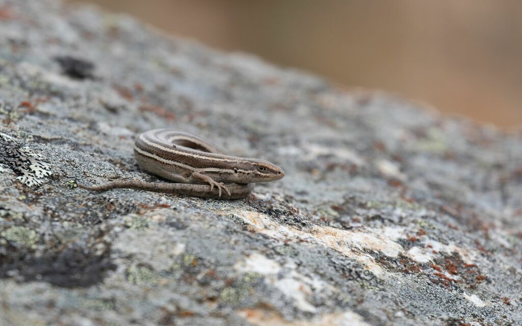 McCann’s Skink in April 2024 by Ben Ackerley · iNaturalist