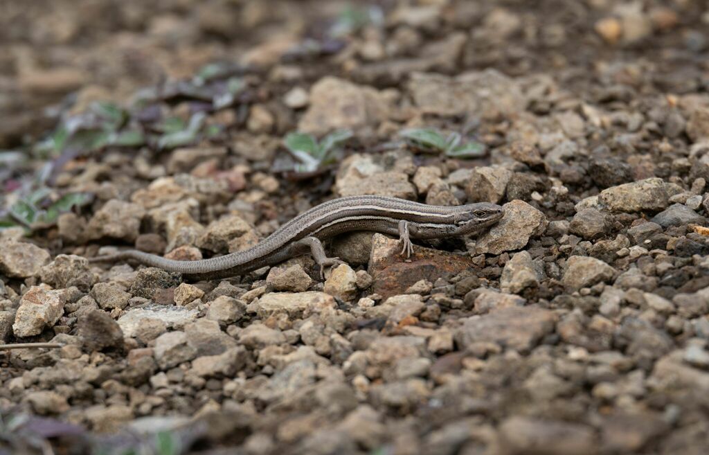McCann’s Skink in April 2024 by Ben Ackerley · iNaturalist