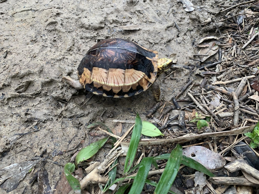 Indochinese Box Turtle in April 2019 by jinx0111. Endangered species ...
