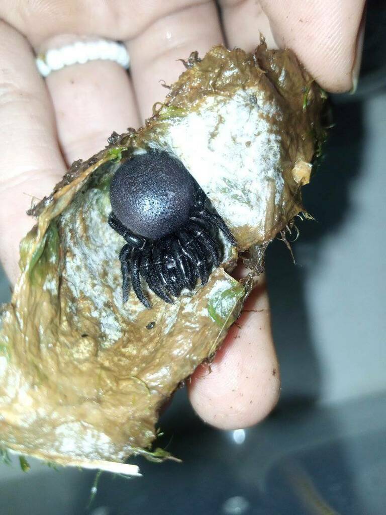 Conothele in April 2024 by Naufal Urfi Dhiya'ulhaq. Photo by Megi ...