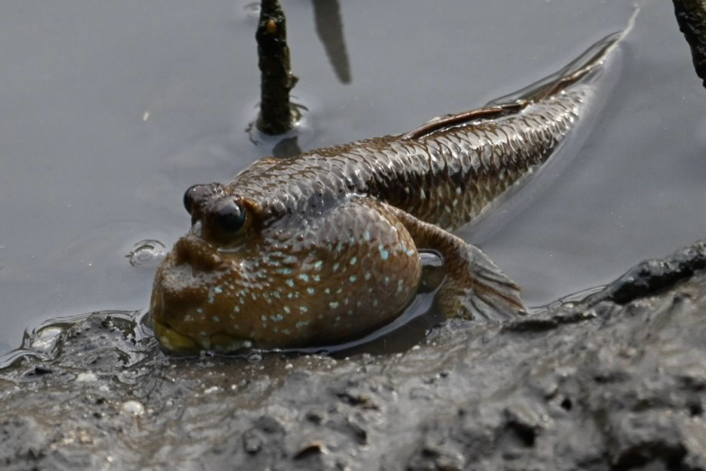 Giant Mudskipper (Periophthalmodon schlosseri) - Marine Life Identification