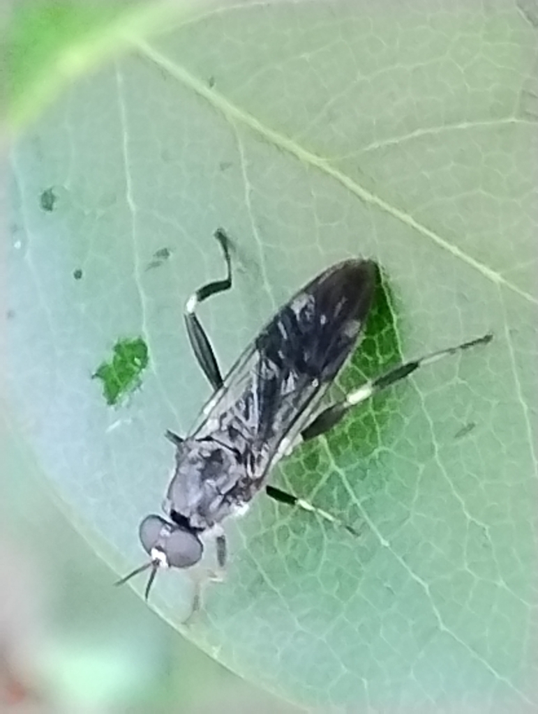 Garden soldier fly in April 2024 by kujou_peroni · iNaturalist