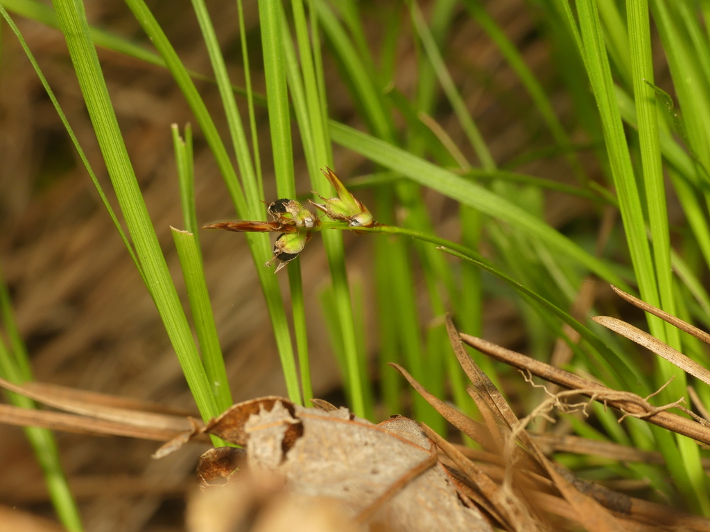 Reznicek's Sedge in April 2024 by Shaun Pogacnik · iNaturalist